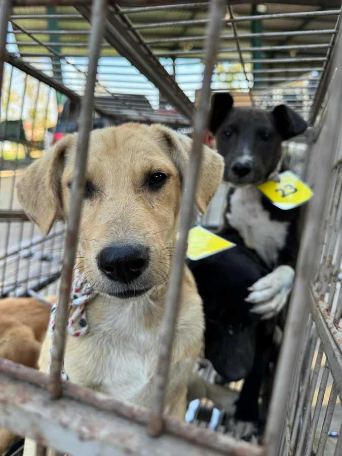 Global Animal Rescue & TNVR Programs | Lets Save the Strays International