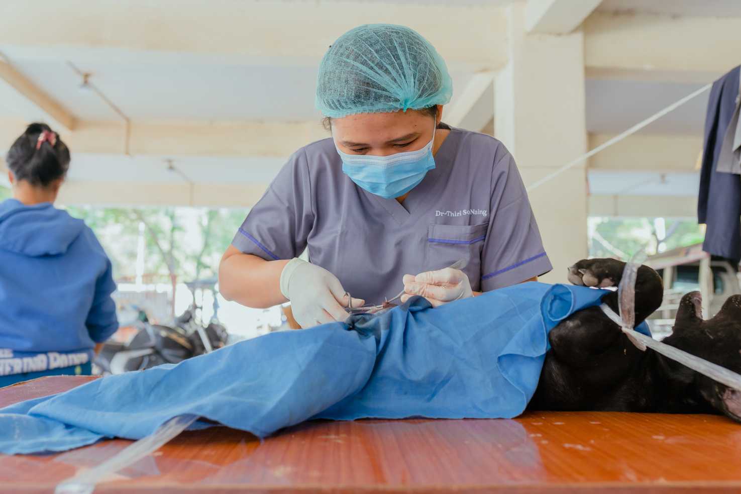 Donate | Lets Save the Strays International