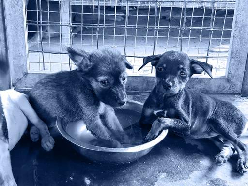 Contact | Lets Save the Strays International