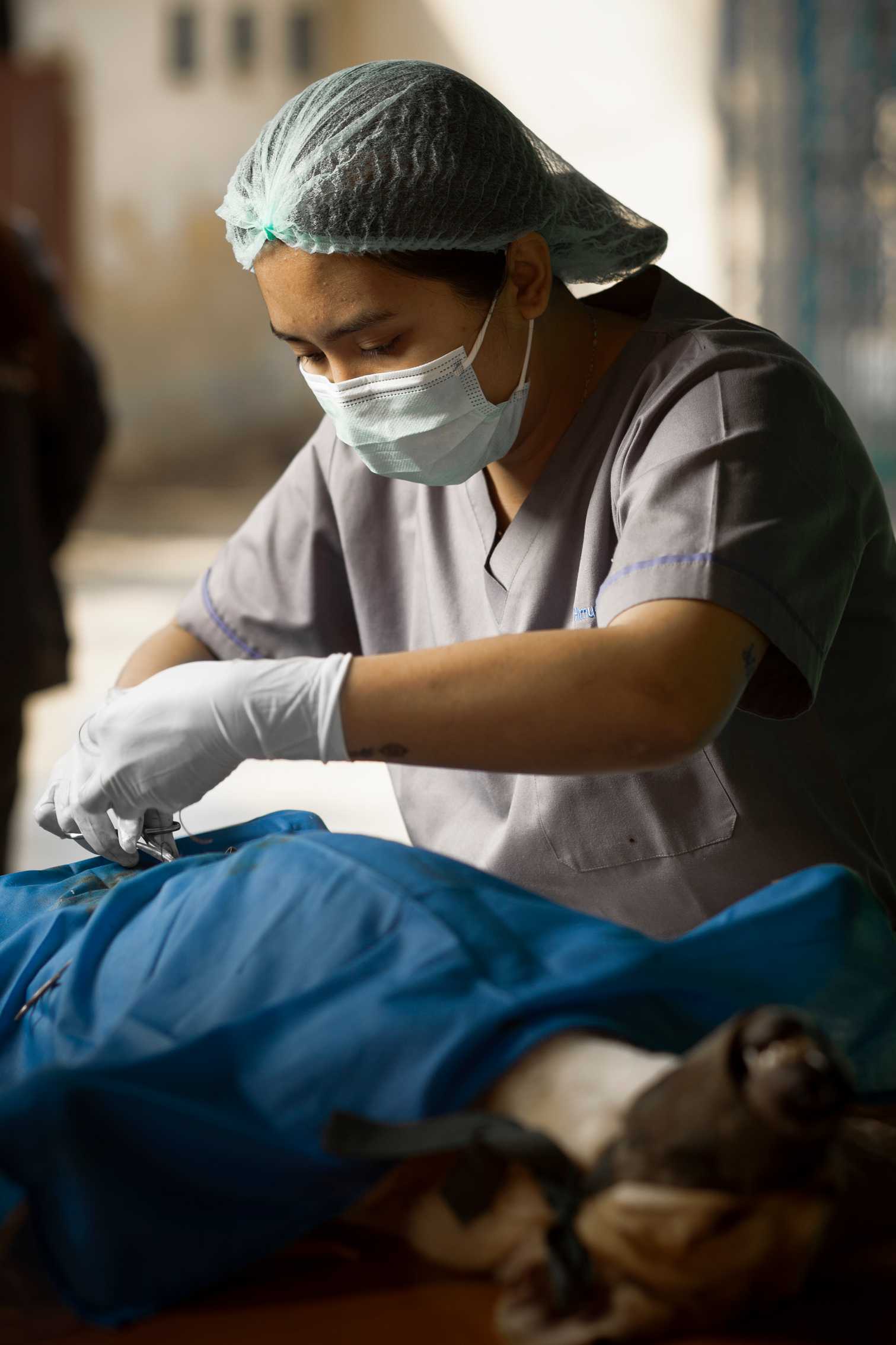 Global Animal Rescue & TNVR Programs | Lets Save the Strays International