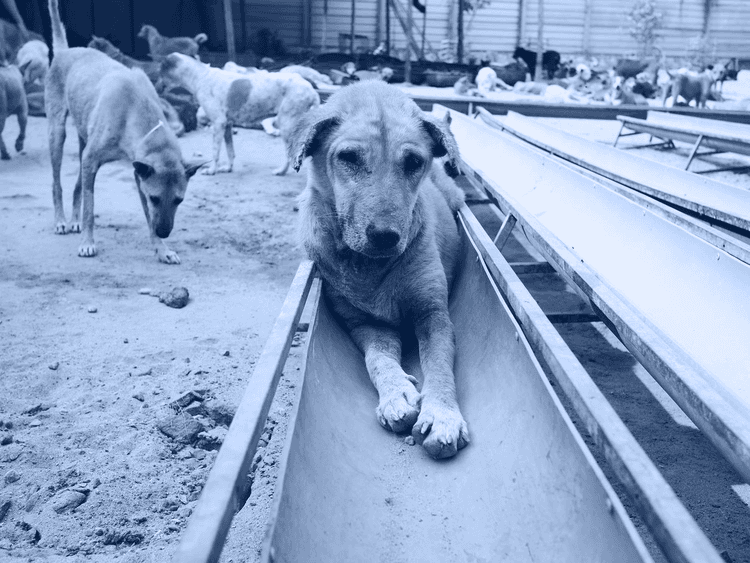 Donate | Lets Save the Strays International