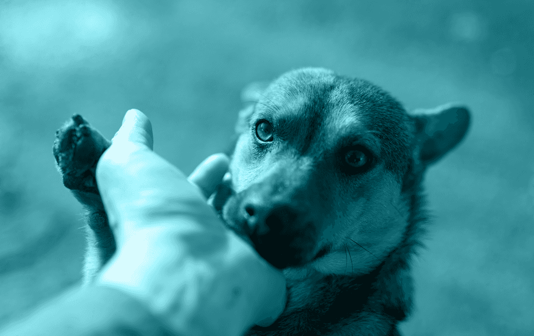 Global Animal Rescue & TNVR Programs | Lets Save the Strays International